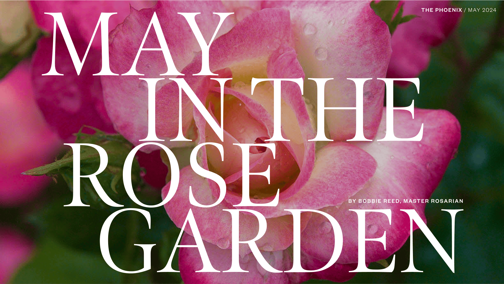 May in the rose garden | Greater Atlanta Rose Society